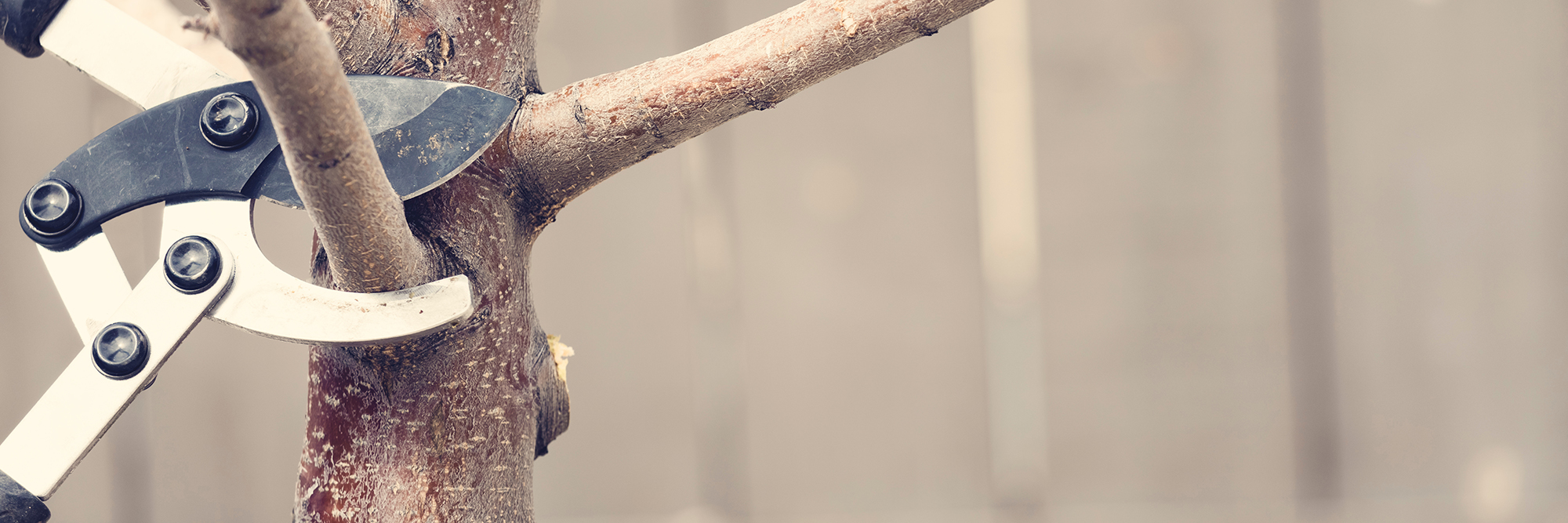 Tree Trimming Season for Southern California is Here